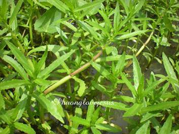 Buffalo’s spinach – Sayur In The City