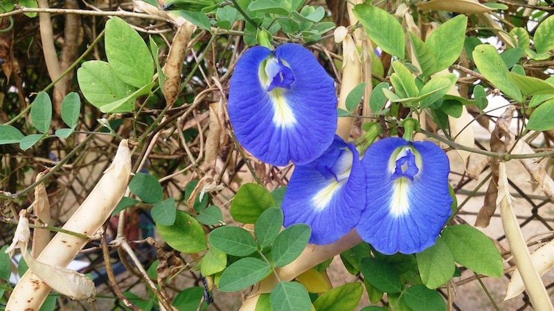 Butterfly Pea – Sayur In The City