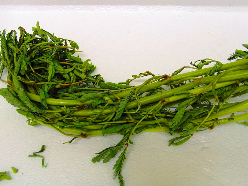 Water mimosa – Sayur In The City